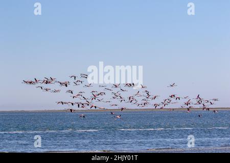 Flying Lesser Flamingo, Walvis Bay, Namibia Stock Photo - Alamy