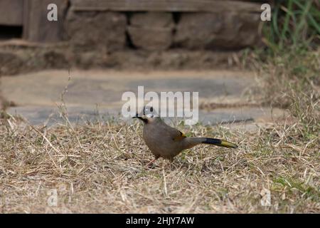 Variegated Laughingthrush, Trochalopteron variegatum, Uttarakhand ...