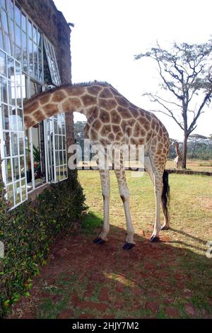 Giraffe looking through a window. Cute curious giraffe stare at the ...