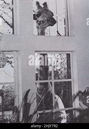 Giraffe looking through the window Stock Photo - Alamy