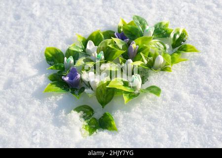 A clearing first spring snowdrops made of handmade soap in the snow ...