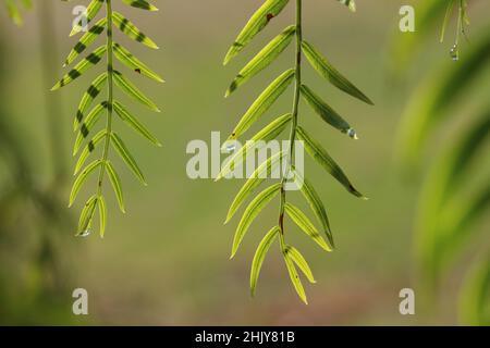 Leaves of Schinus molle, also known as American pepper, false pepper ...