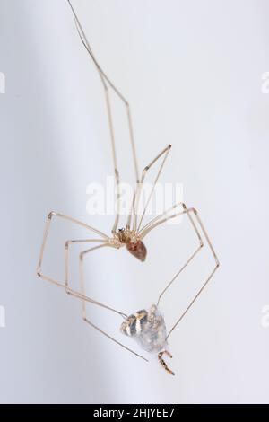 Pholcidae, commonly known as cellar spider or daddy long-legs spider ...