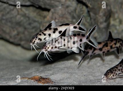 Closeup of the cuckoo catfish or pygmy leopard catfish, Synodontis ...
