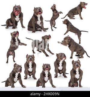 Set of images of chocolate color dog, american bulldog isolated over ...