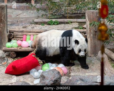 Chiang Mai, Thailand. 01st Feb, 2022. A Chinese female giant panda "Lin ...