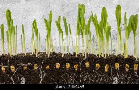 Young shoots of corn with roots isolated on white Stock Photo - Alamy