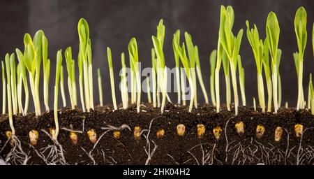 Young shoots of corn with roots isolated on white Stock Photo - Alamy