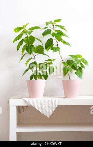 Shelving unit and houseplant in interior of living room Stock Photo - Alamy