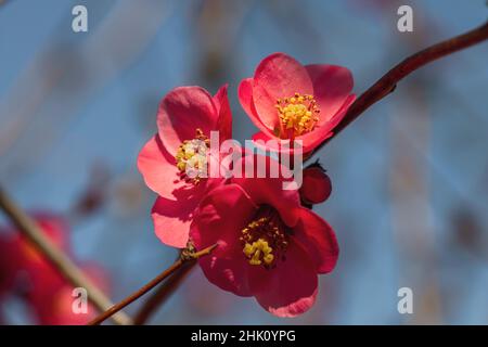 Detail of blossoming Maule's quince (Chaenomeles Japonica) deep pink ...