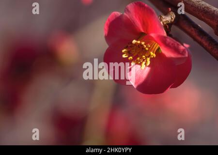 Detail of blossoming Maule's quince (Chaenomeles Japonica) deep pink ...