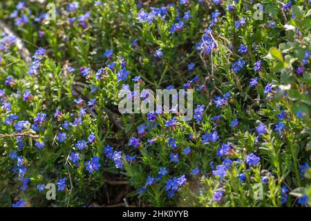 Creeping gromwell (Glandora prostrata) blue-purplish flowers Stock ...