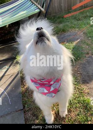 howling samoyed dog Stock Photo - Alamy
