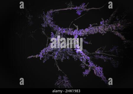 Ultraviolet Macro of Lichen growing on branches Stock Photo - Alamy