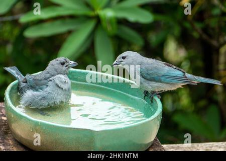 The sayaca tanager (Thraupis sayaca) is a species of bird in the family ...