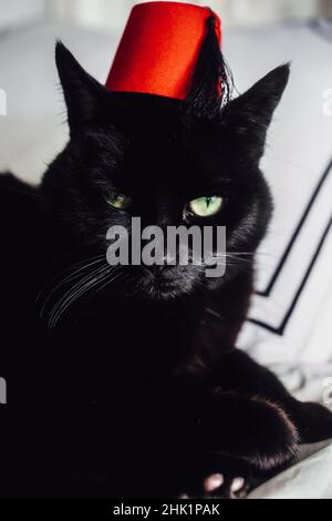 black cat lounging wearing tiny red Fez hat Stock Photo - Alamy