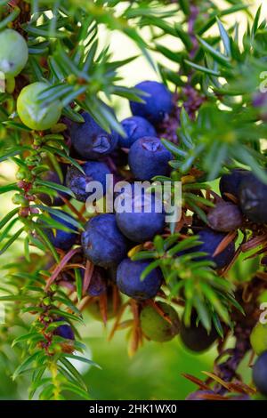 Juniperus communis fruit Stock Photo - Alamy