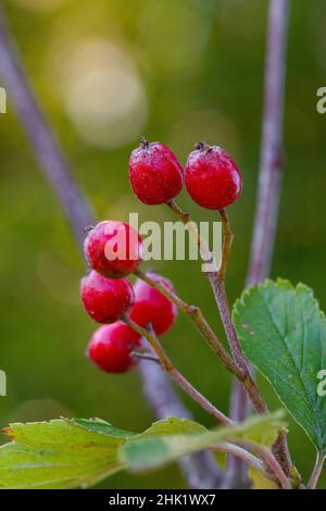 Sorbus arranensis fruit Stock Photo - Alamy