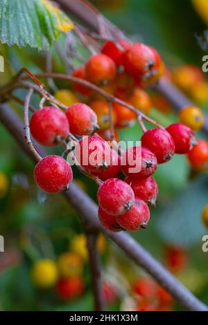 Sorbus aria fruit Stock Photo - Alamy