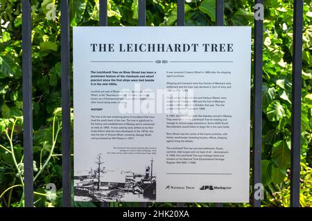 The Leichhardt Tree was used as an anchor for ships by thousands of ...