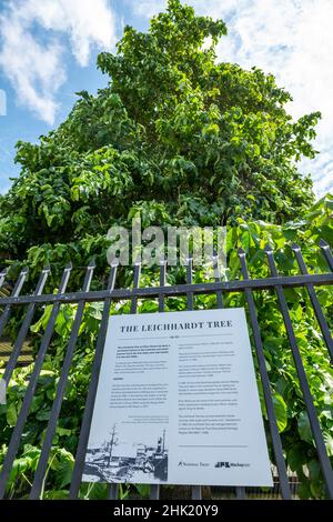 The Leichhardt Tree was used as an anchor for ships by thousands of ...