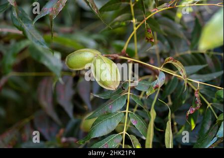 Green pecan nuts ripening on plantations of pecan trees on Cyprus near ...