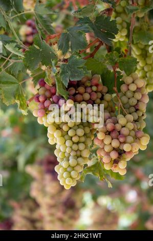 Bunches of white-pink sweet seedless table grapes ripening on vineyars ...