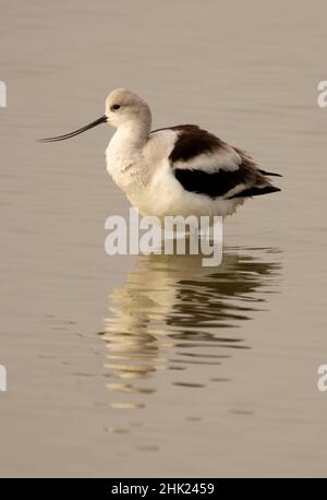 An American Avocet (Recurvirostra americana) at the Merced National ...