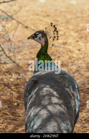 Beautiful Peahen isolated with blurred background Stock Photo - Alamy