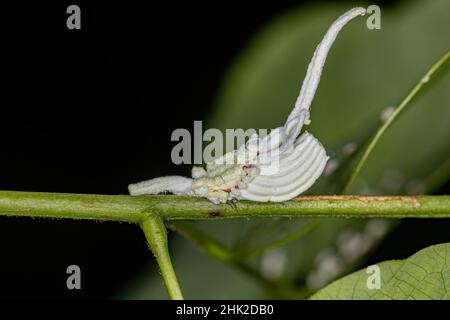 White Scale Insects of the Superfamily Coccoidea in a plant Stock Photo ...