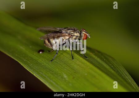 Adult Calyptrate Fly of the Zoosubsection Calyptratae eating a fruit ...