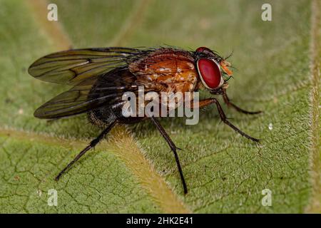 Adult Calyptrate Fly of the Zoosubsection Calyptratae eating a fruit ...