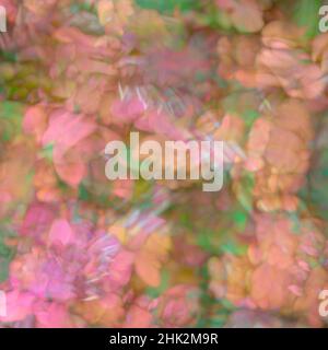 A Floral Montage Stock Photo - Alamy