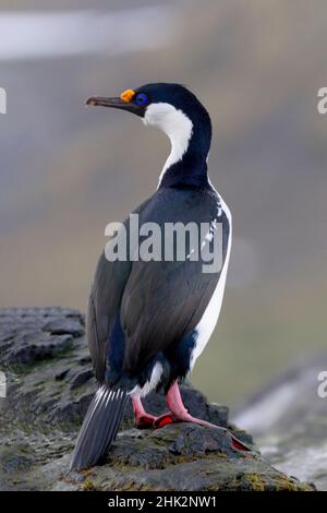 Southern Ocean, South Georgia. Portrait of a king penguin chick Stock ...