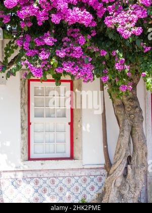 Portugal, Lisbon. Pink flowers of Bougainvillea plant and historical ...