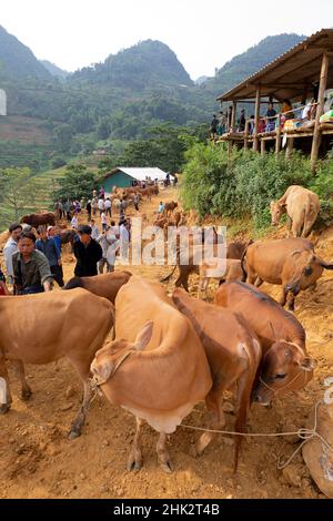 Vietnam. Open market where cows are bartered and food is sold. Sapa ...