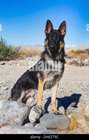 German Shepherd in the Coachella Valley, California Stock Photo - Alamy