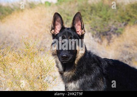 German Shepherd in the Coachella Valley, California Stock Photo - Alamy
