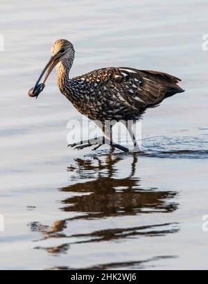 Limpkin with snail, Myakka River State Park, Florida, USA (Aramus ...