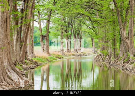 Waring, Texas, USA. Trees along the Guadalupe River in the Texas Hill ...
