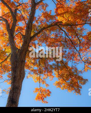 Looking up into maple trees in full fall foliage. Bright sunny October ...