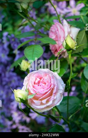 Pink Pierre de Rosard, Eden, heirloom roses, USA Stock Photo - Alamy