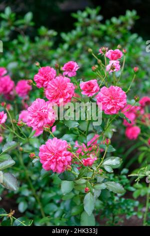 Pink ever-blooming rose bush, USA Stock Photo - Alamy
