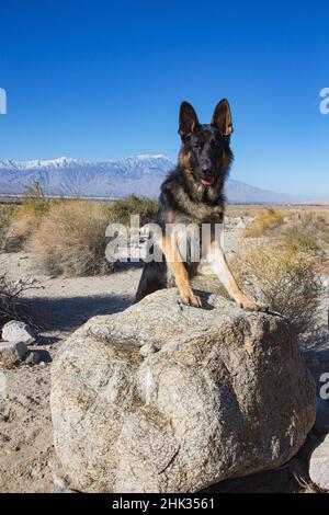 German Shepherd in the Coachella Valley, California Stock Photo - Alamy