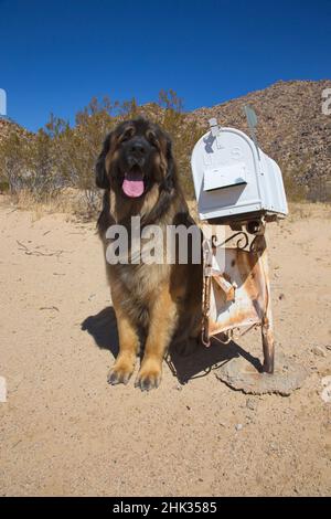 Leonberger waiting for the mail Stock Photo - Alamy