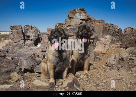 Leonberger waiting for the mail Stock Photo - Alamy
