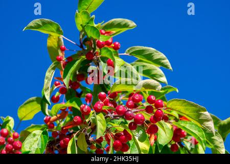 Southern Crabapple tree Stock Photo - Alamy