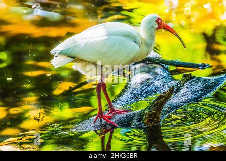 Colorful American White Ibis Fishing Florida Eudocimus albus Stock ...