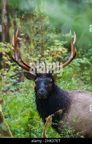 Roosevelt bull elk, Olympic Rainforest Stock Photo - Alamy
