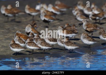 Western sandpiper flock resting Stock Photo - Alamy